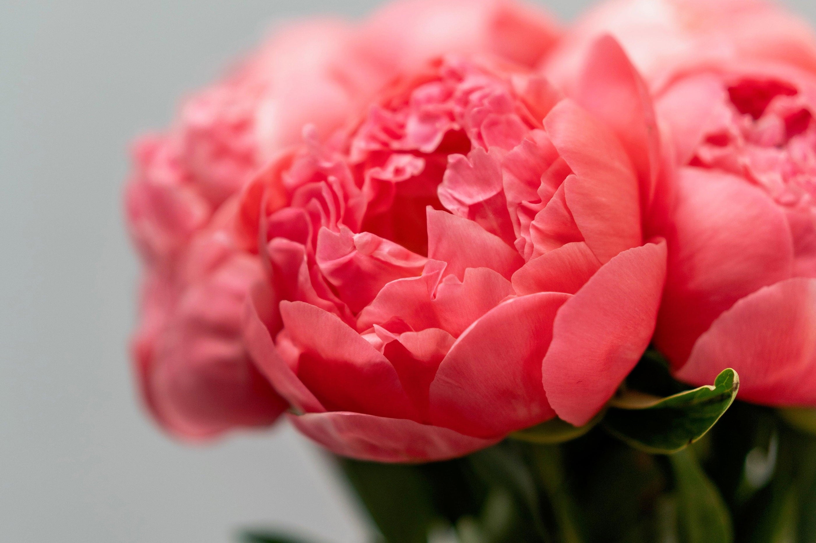 Best Flower Shop in Beverly Hills | Same Day Flower Delivery – Black ...